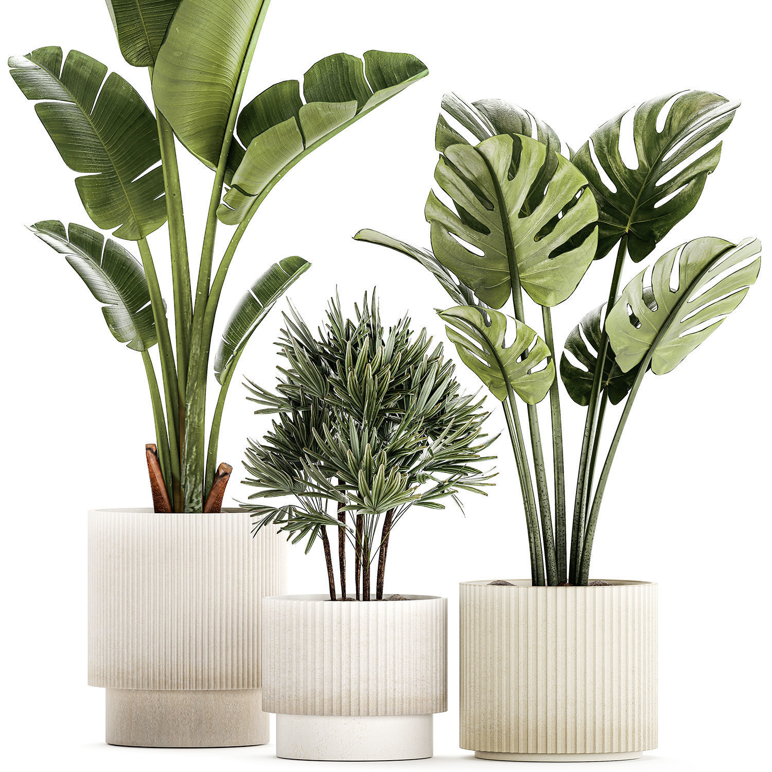 Set of small Strelitzia Monstera Raphis Palm plants 1452 3D model ...