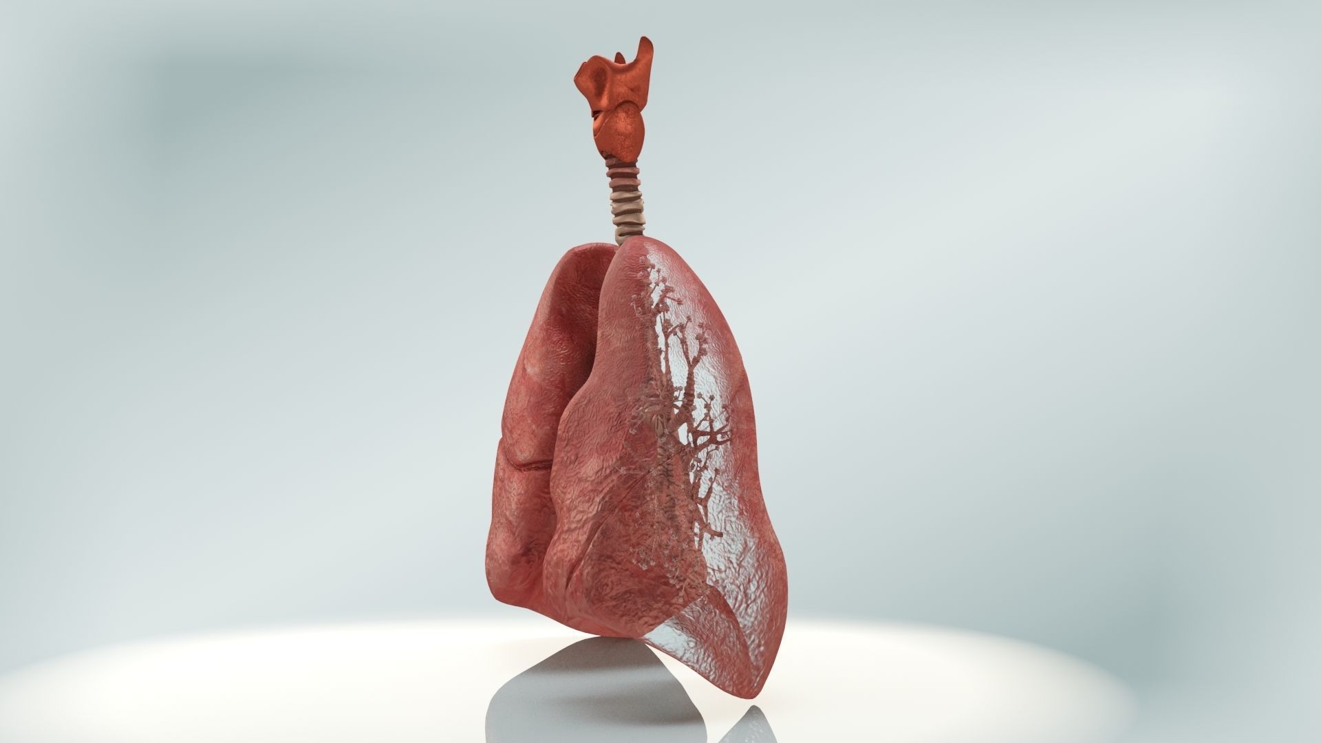 Lungs with bronchial tree 3D model | CGTrader