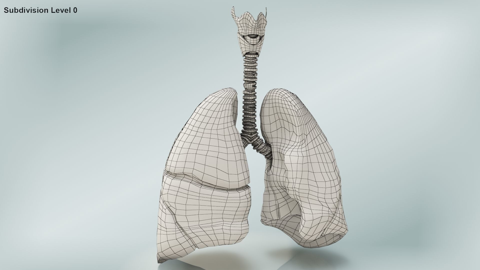 Lungs with bronchial tree 3D model | CGTrader