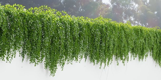 Hanging wall creeper plants collection vol 159-Blender 3D model | CGTrader