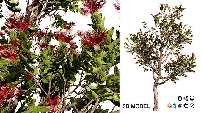 3D model 2 Flowering trees Tropical Ohia Lehua Tree of Hawaii VR / AR ...