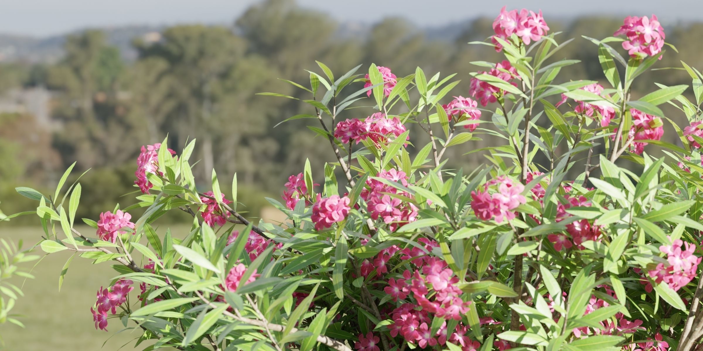 Oleander collection vol 166-Blender 3D model | CGTrader