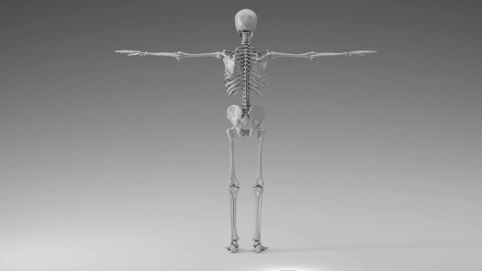 Skeleton Rigging 3D model rigged | CGTrader