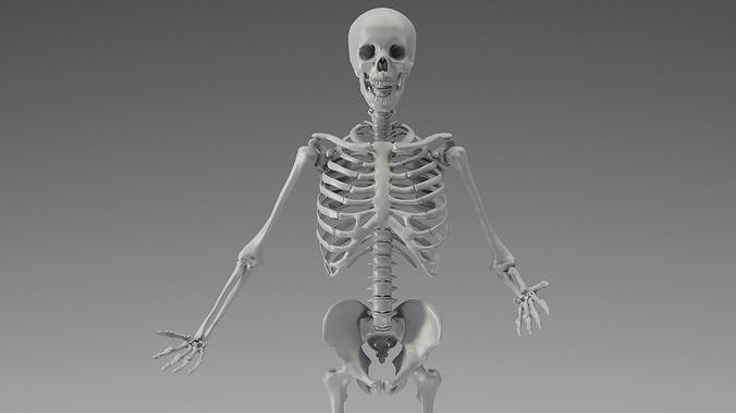 Skeleton Rigging 3D model rigged | CGTrader