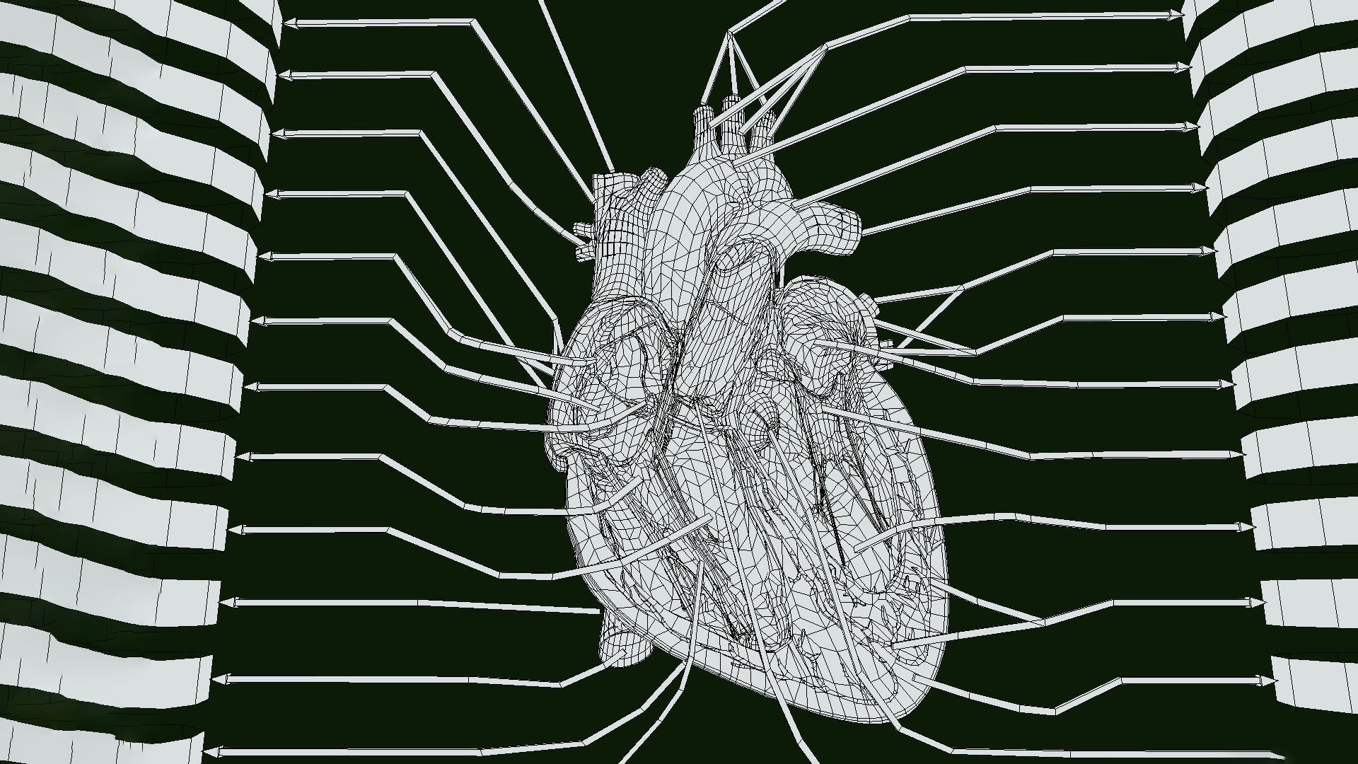 3D model Human Heart Anatomy Labeled VR / AR / low-poly | CGTrader