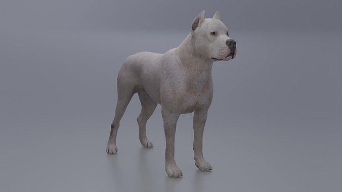 3D model Pitbull VR / AR / low-poly | CGTrader