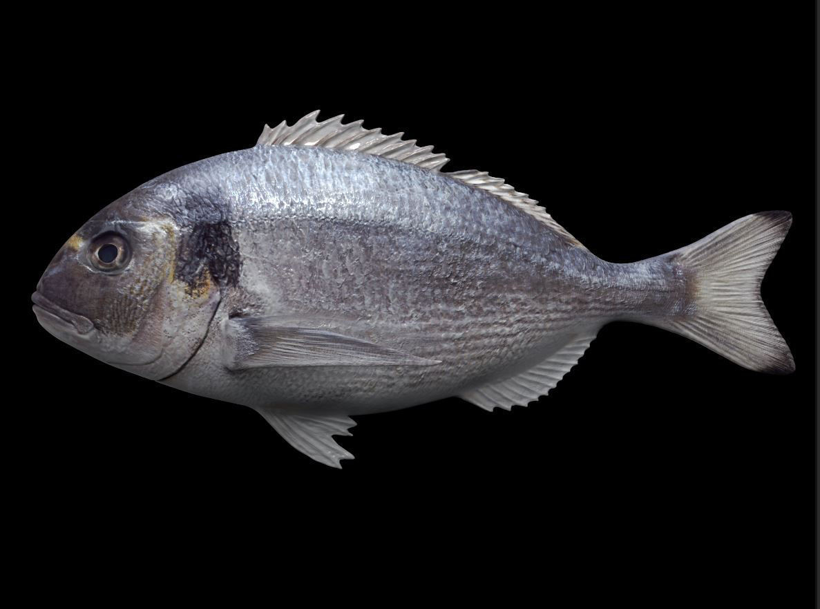 3D model Gilt-head bream VR / AR / low-poly | CGTrader