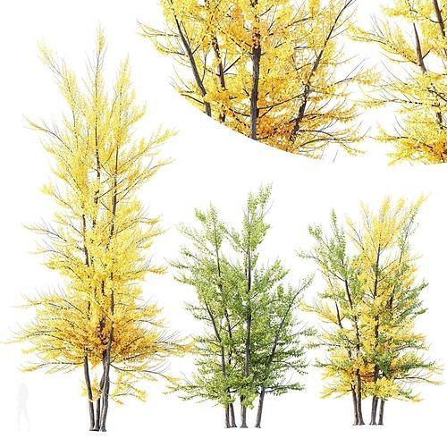 Acer X freemanii Freeman Maple Sapindaceae Autumn Blaze Set03 3D model ...