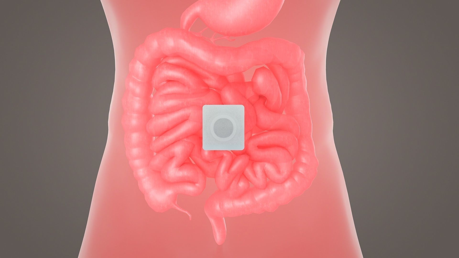 tomach patch magnetic patch animation dissection medical 3D model ...