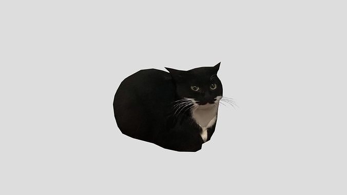 Maxwellthecat free 3D model | CGTrader