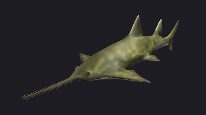 fish shark sawfish animal aquatic extinct ocean 3D model | CGTrader