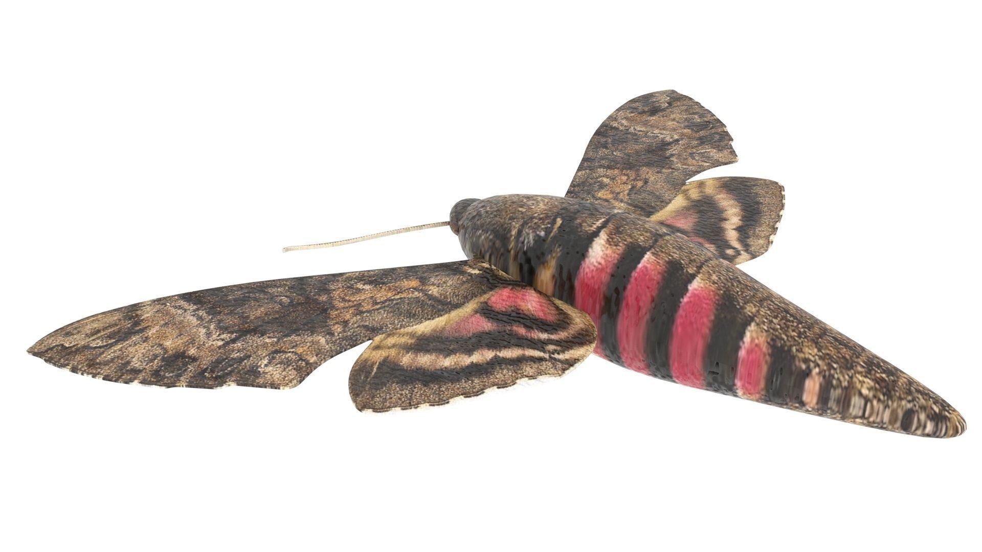 Moth Insect 3D model | CGTrader