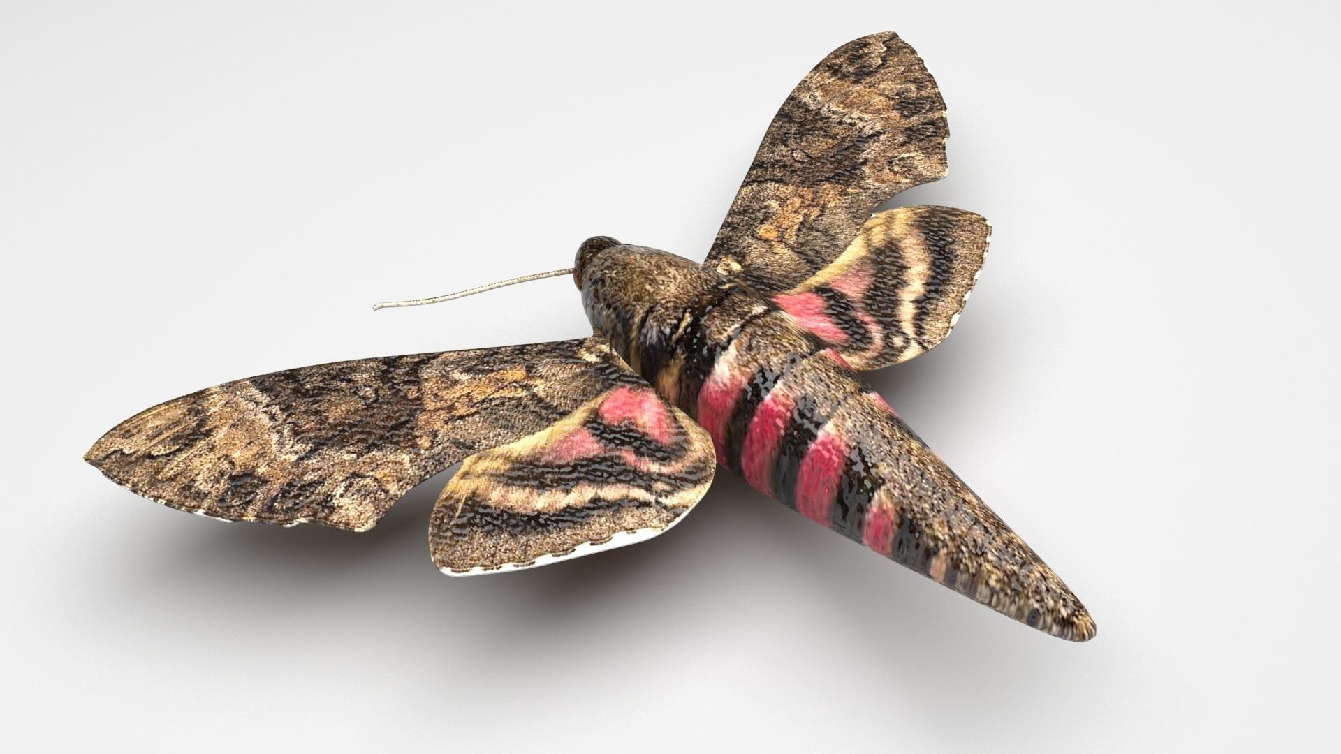 Moth Insect 3D model | CGTrader
