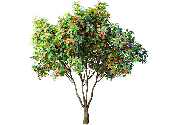 Decorative multi-stemmed evergreen outdoor garden tree shrub 3D model ...