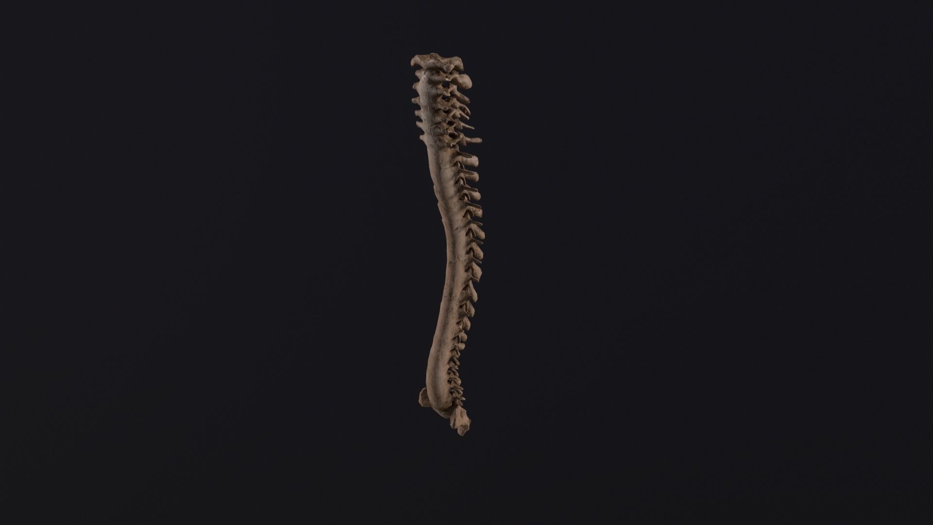 3D model Human spine VR / AR / low-poly | CGTrader
