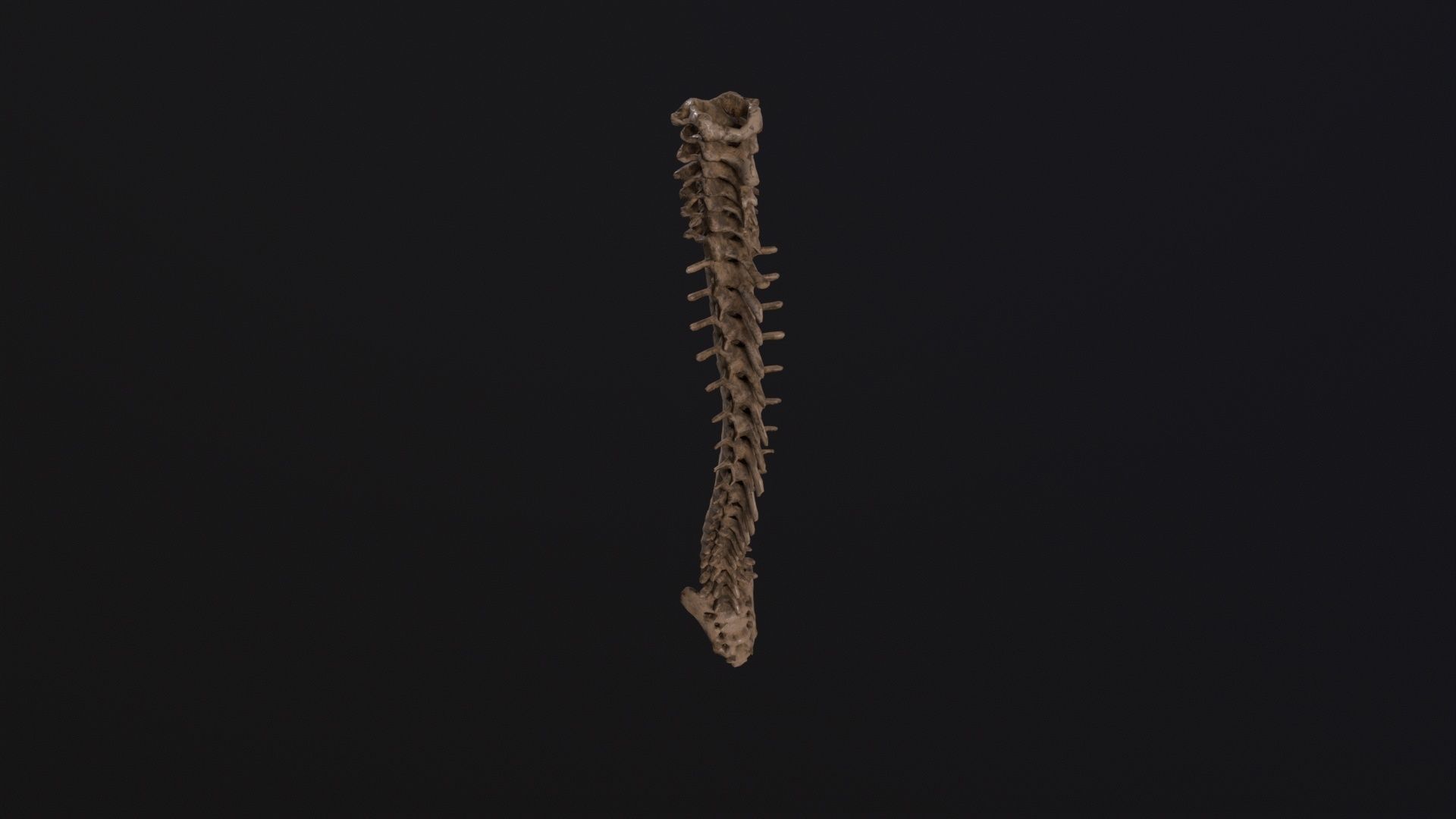3D model Human spine VR / AR / low-poly | CGTrader