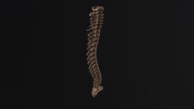 3D model Human spine VR / AR / low-poly | CGTrader