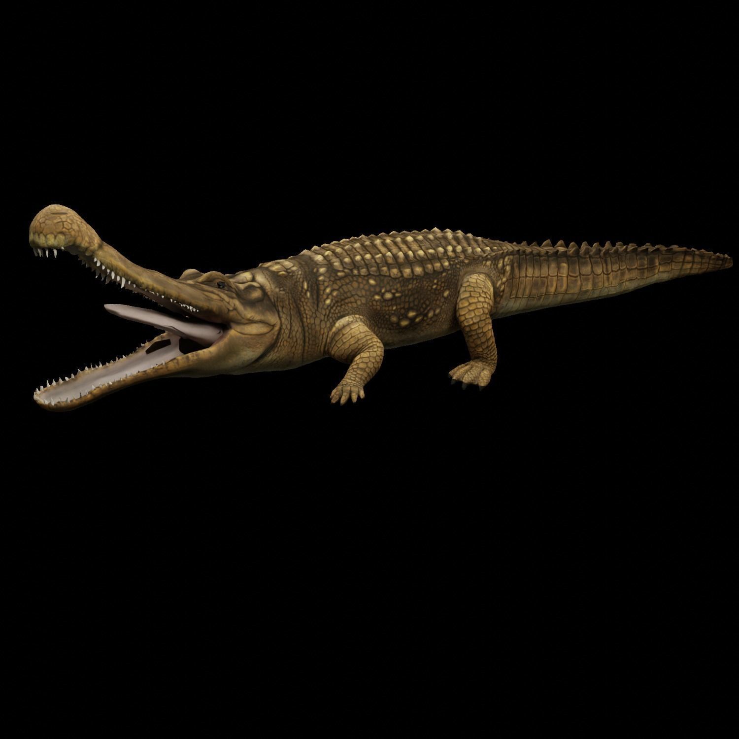 3D model Alligator Animated VR / AR / low-poly | CGTrader