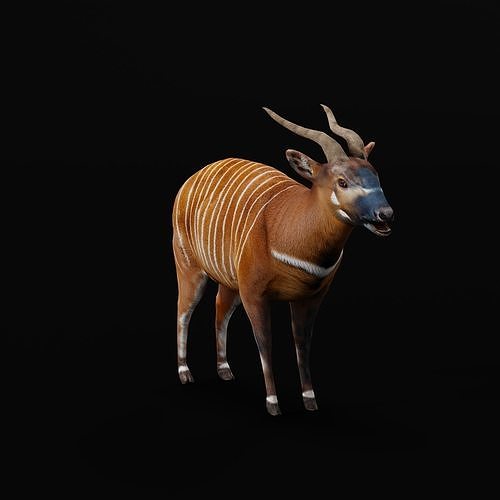 3D model Eastern Bongo Male Antelope VR / AR / low-poly | CGTrader