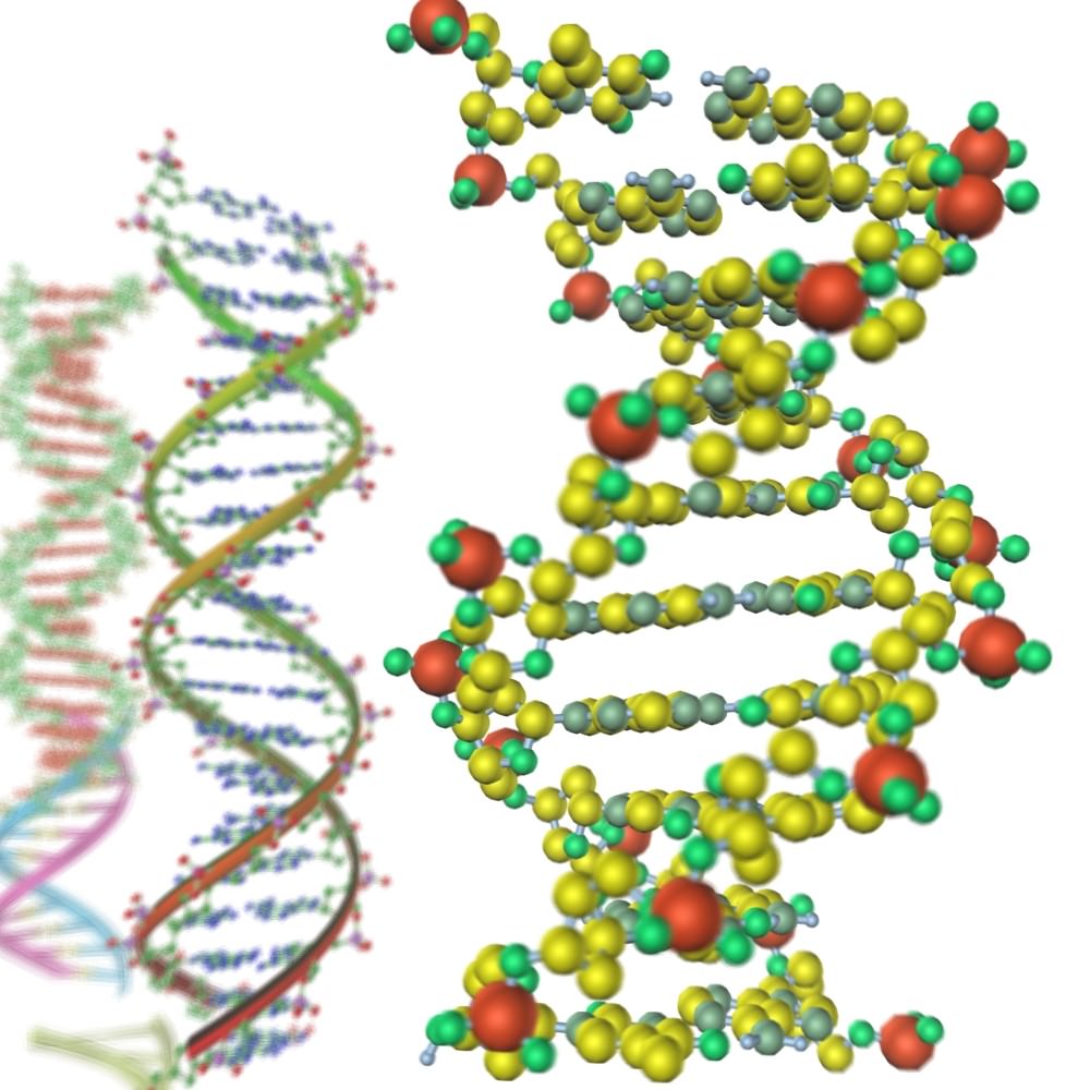 DNA chains 3D model | CGTrader