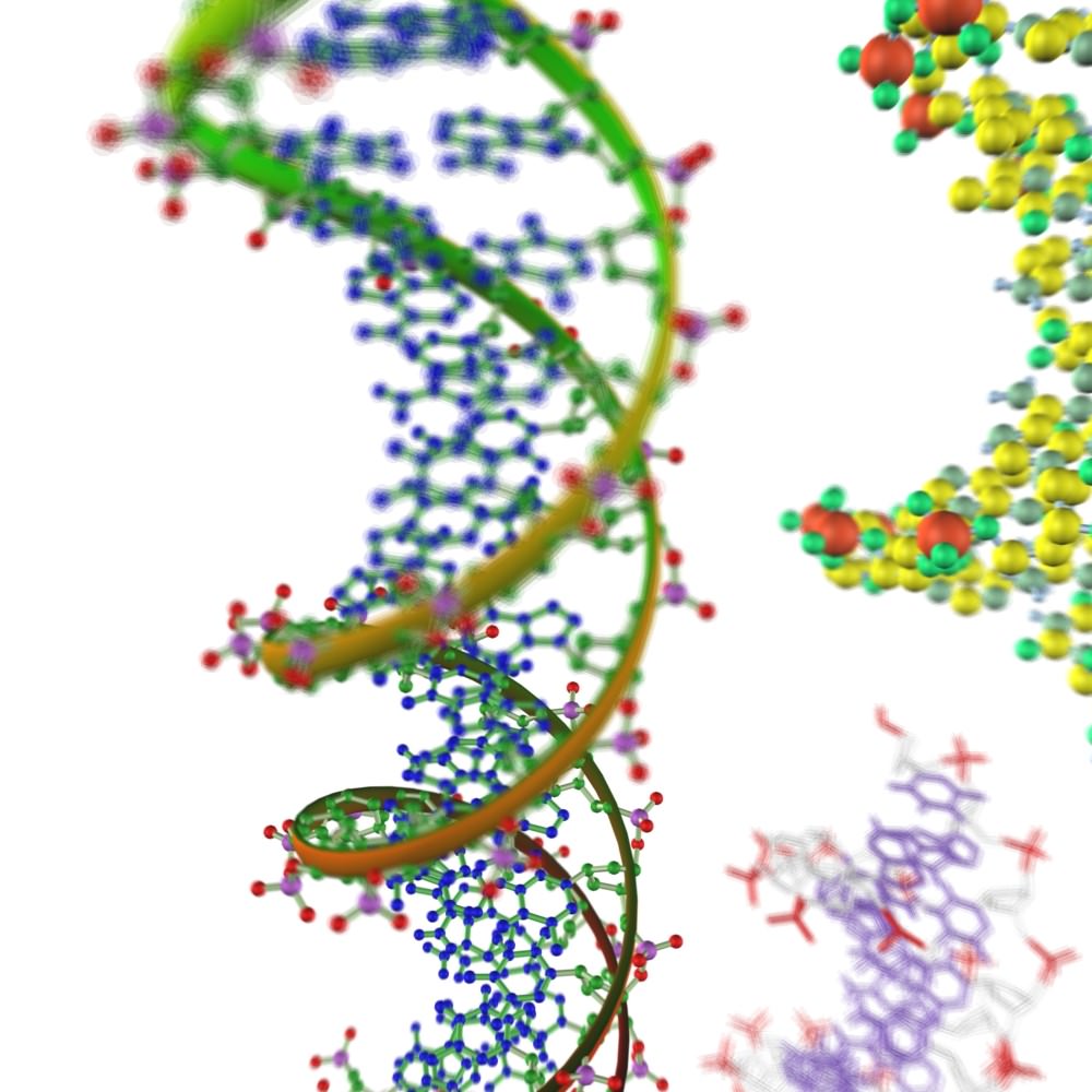 DNA chains 3D model | CGTrader