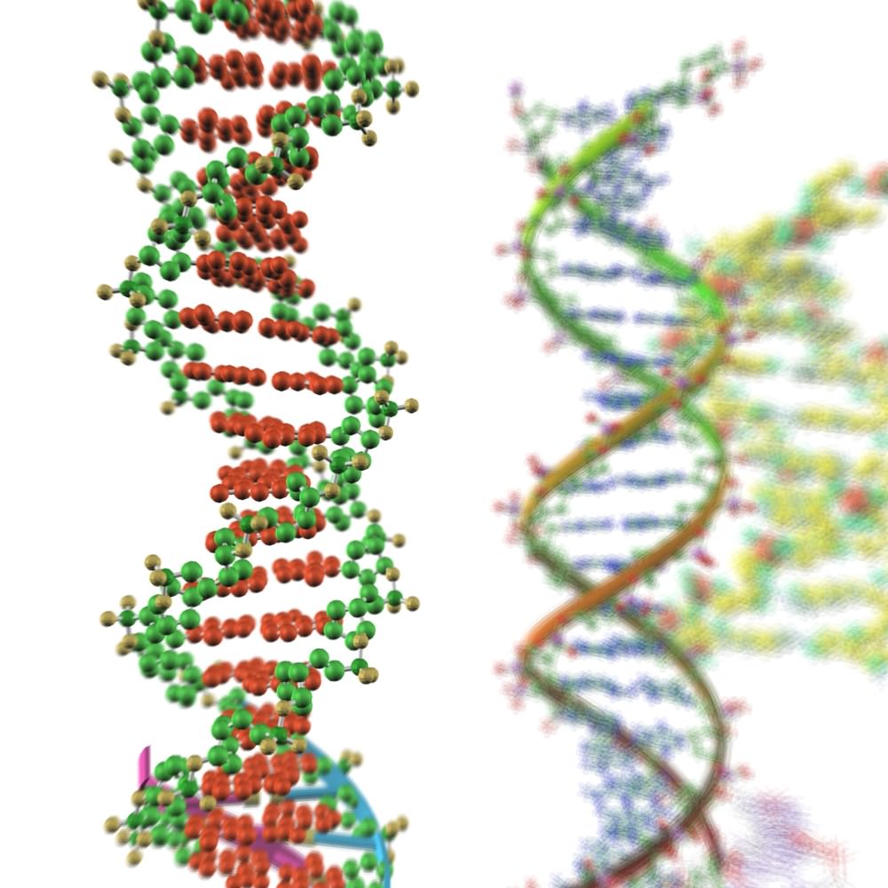 DNA chains 3D Model MAX OBJ | CGTrader.com