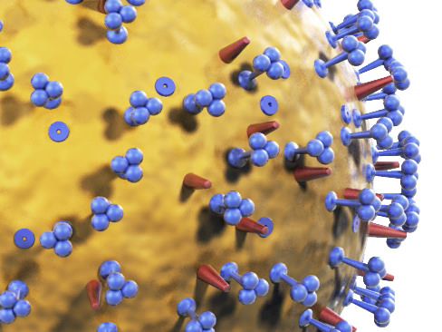 Influenza virus 3D model | CGTrader