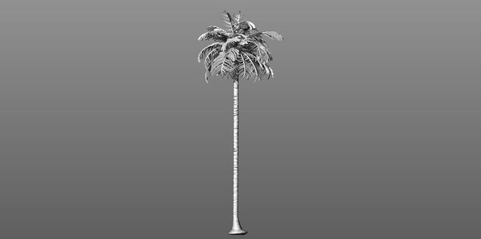 Palm Tree free 3D model | CGTrader