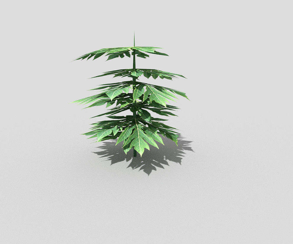 3D model Low poly Plant VR / AR / low-poly | CGTrader