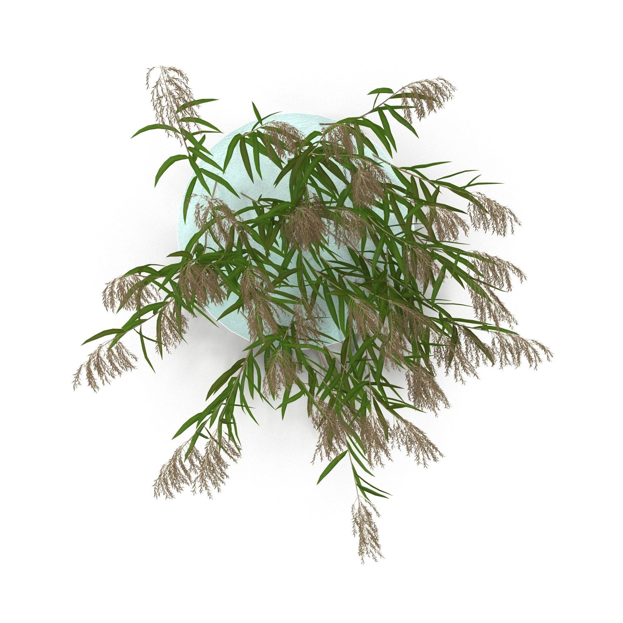 Reeds 3D model | CGTrader