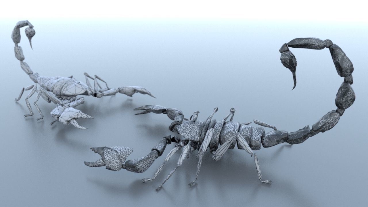A highly detailed and UV textured 3d model of a scorpion 3D model ...