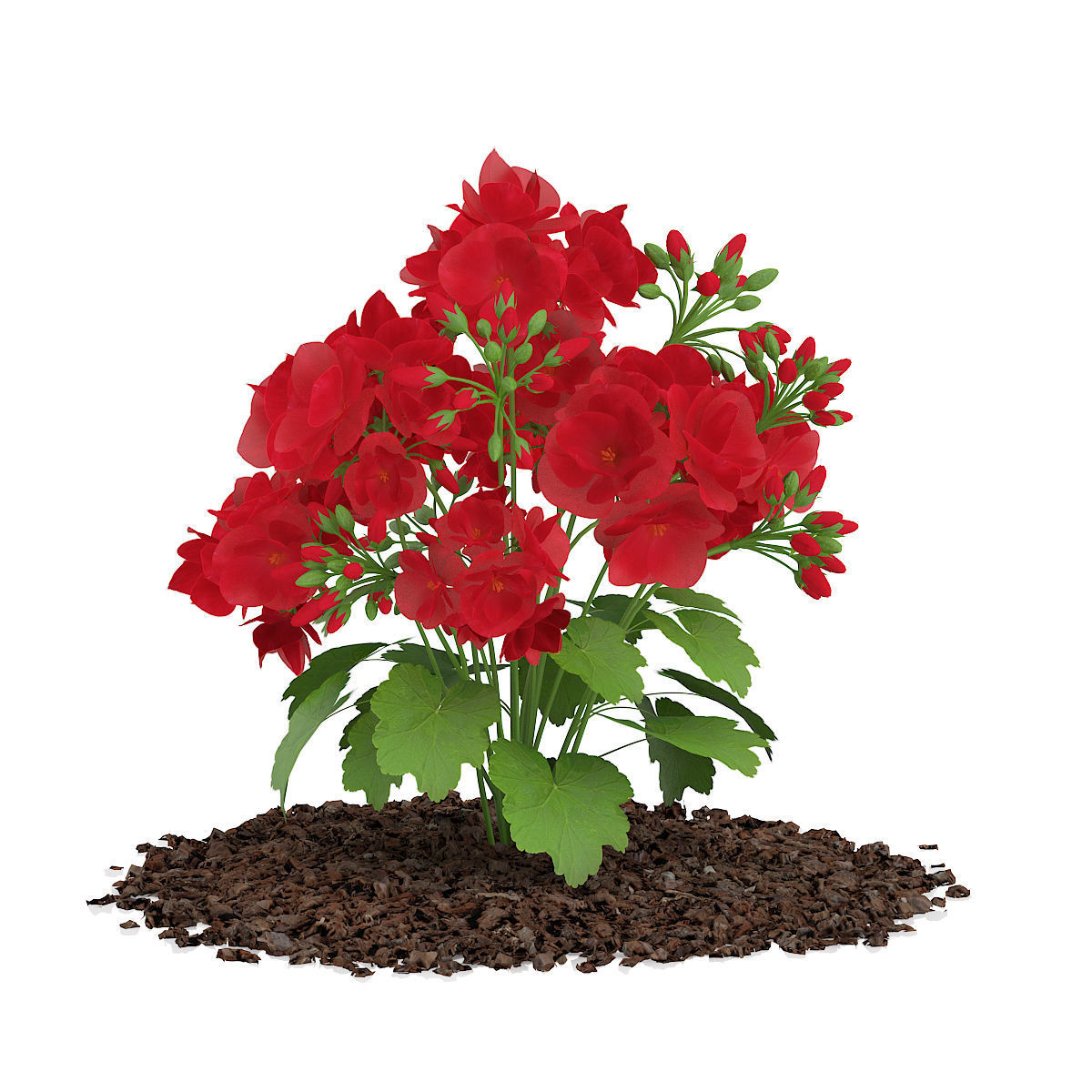 Red Geraniums Geranium caespitosum 3D model | CGTrader