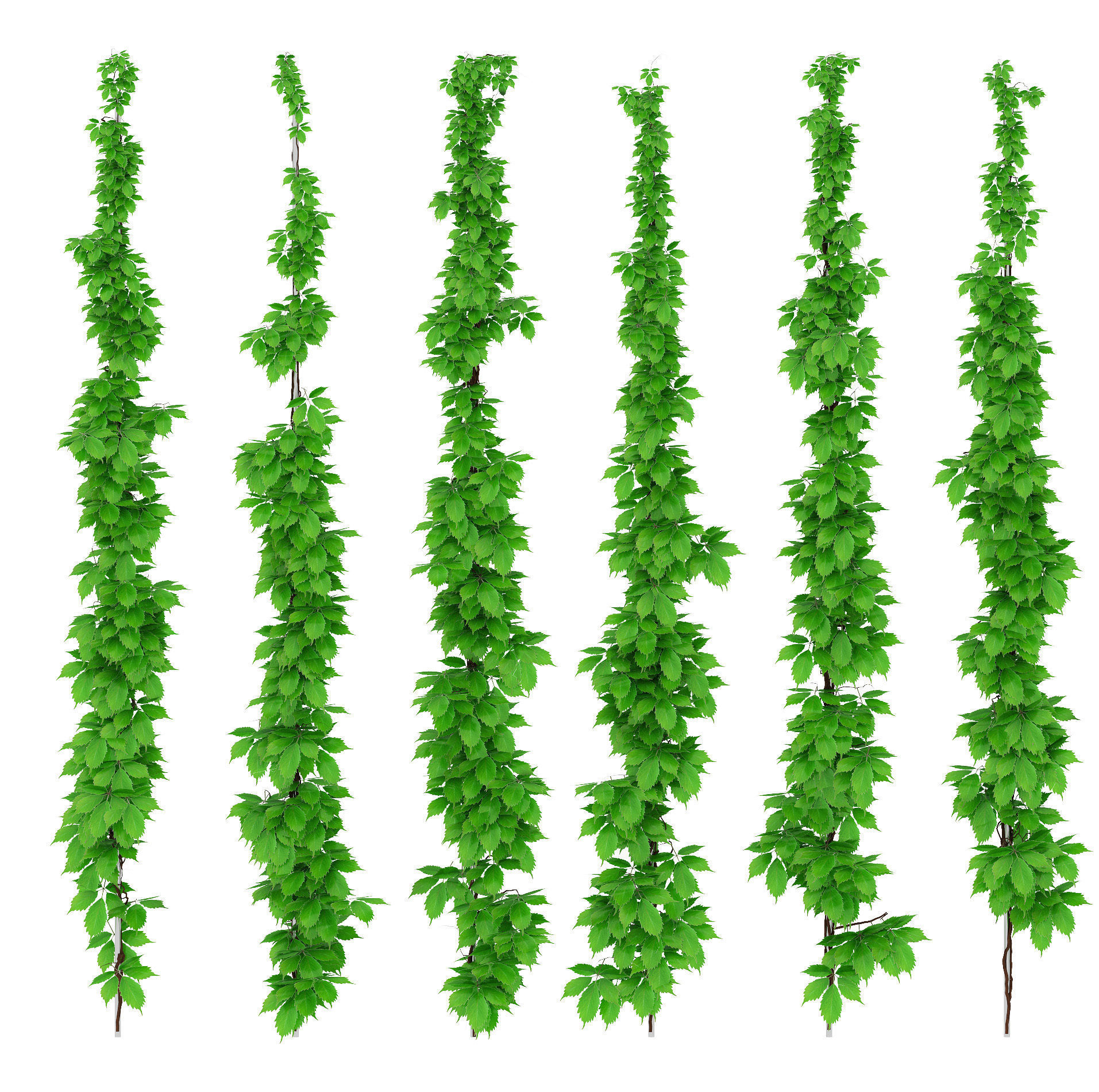 Leaves of grapes on the vine 3D model | CGTrader