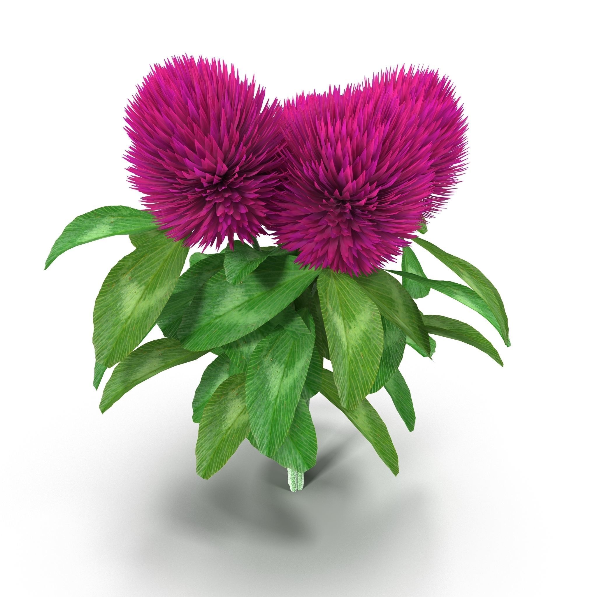 Flower Clover 3D model | CGTrader