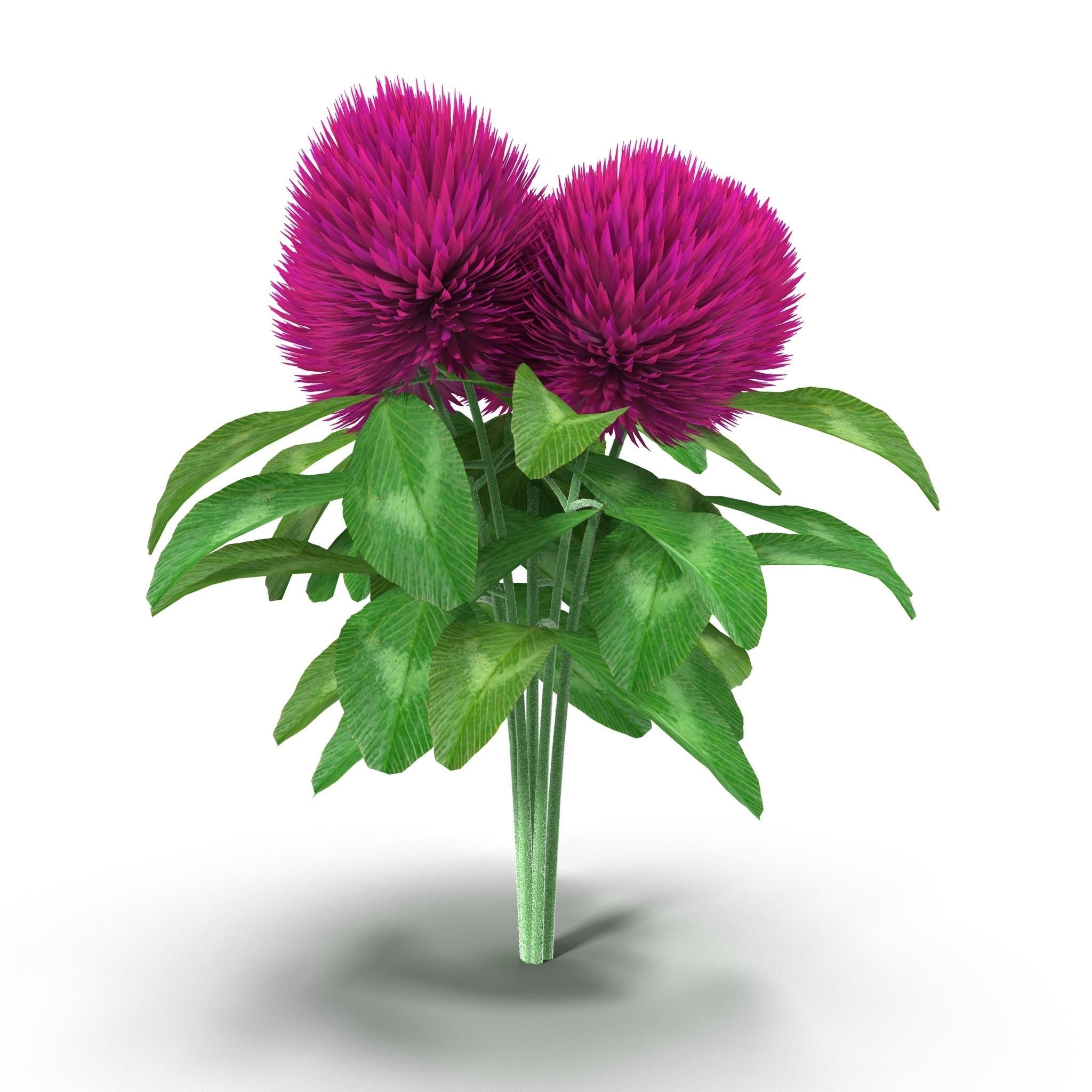 Flower Clover 3D model | CGTrader