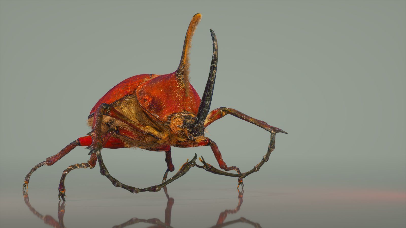 3D model Insect Master Collection VR / AR / low-poly | CGTrader