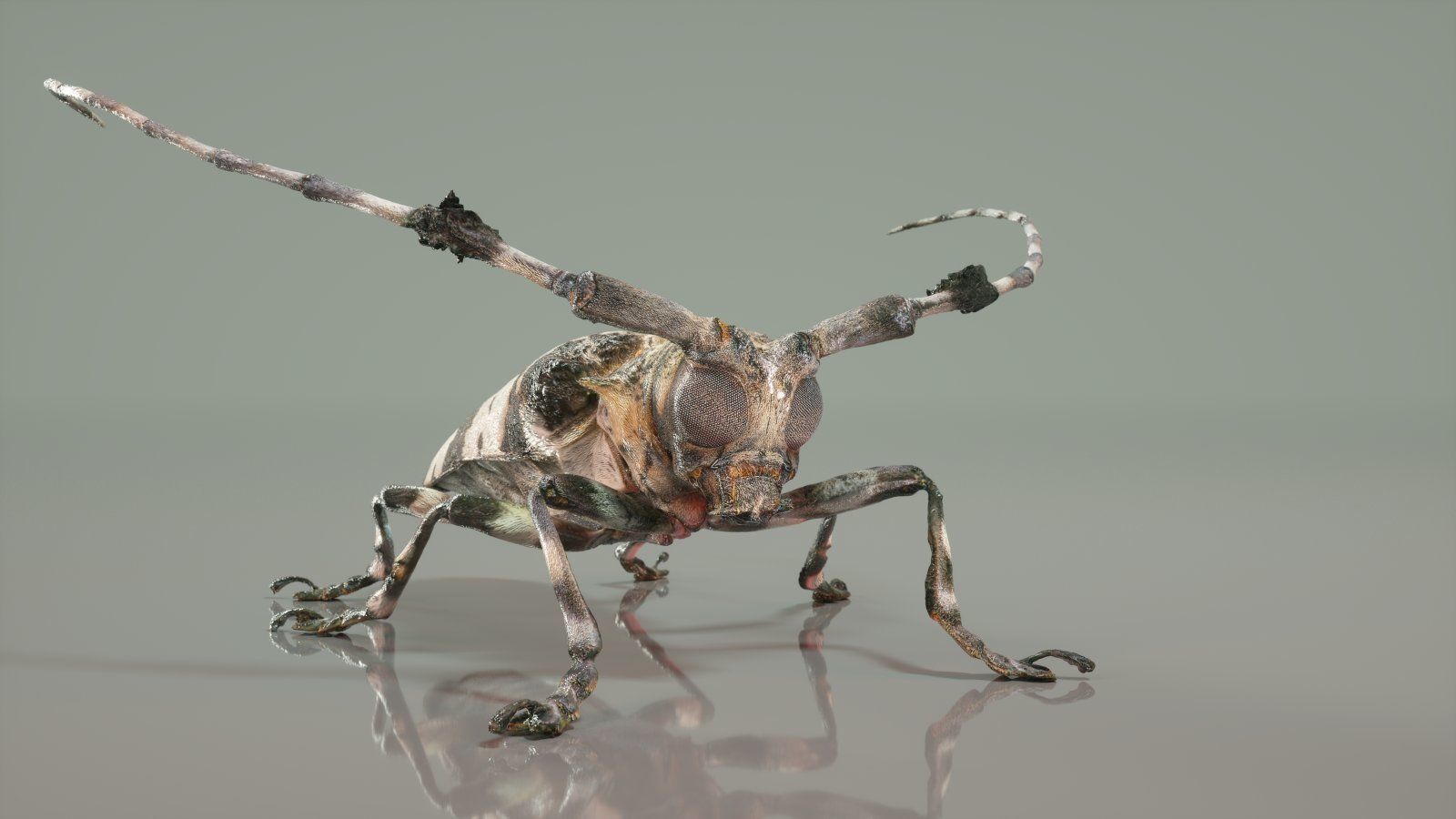 3D model Insect Master Collection VR / AR / low-poly | CGTrader