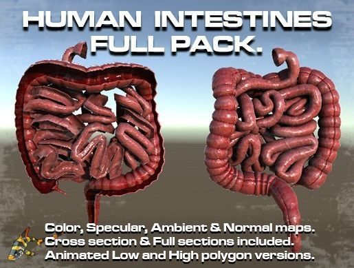 3D model Human Intestines Full Pack VR / AR / low-poly rigged animated ...
