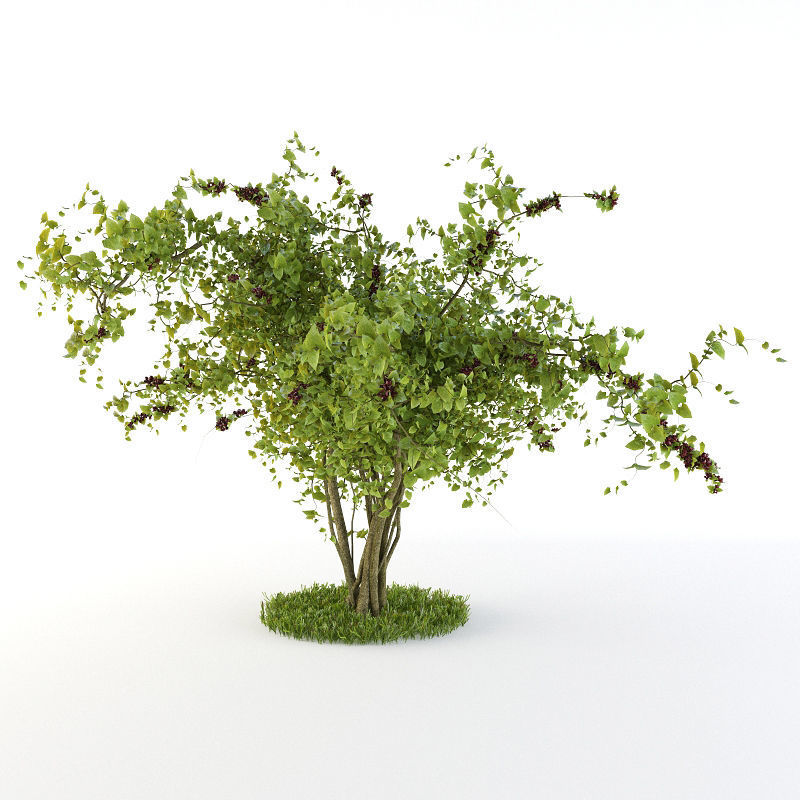 Bush with berries 3D model | CGTrader