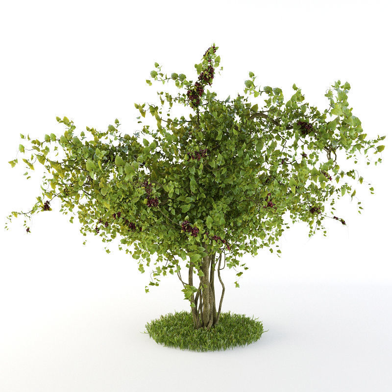 Bush with berries 3D model | CGTrader