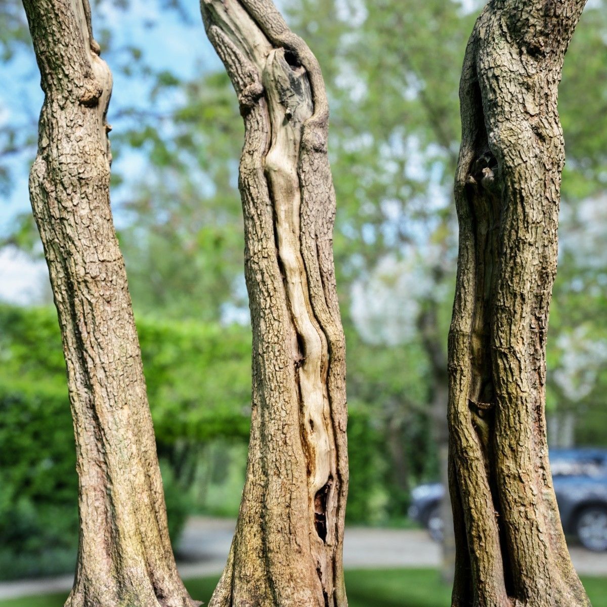 realtime Realistic Tree Model 7 | CGTrader