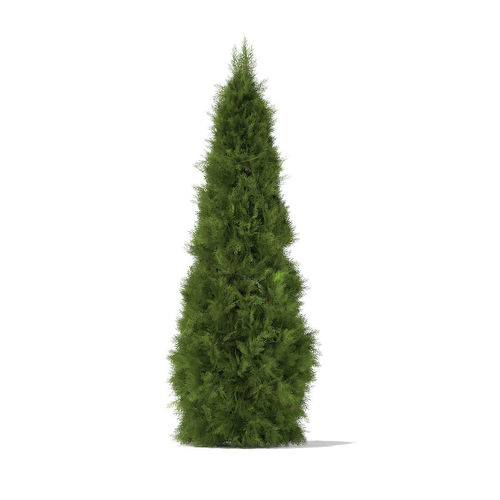 White Cedar Thuja occidentalis 2m 3D model | CGTrader