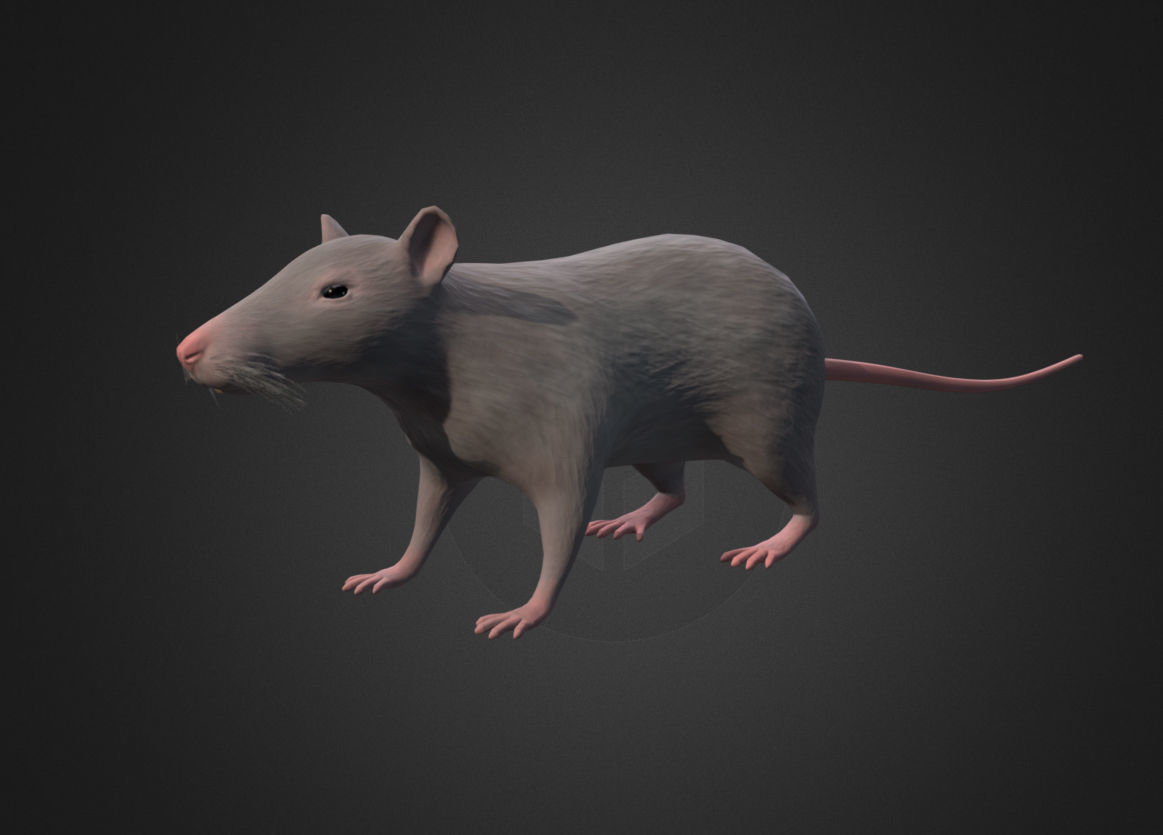 Rat - lowpoly 3d model low-poly | CGTrader