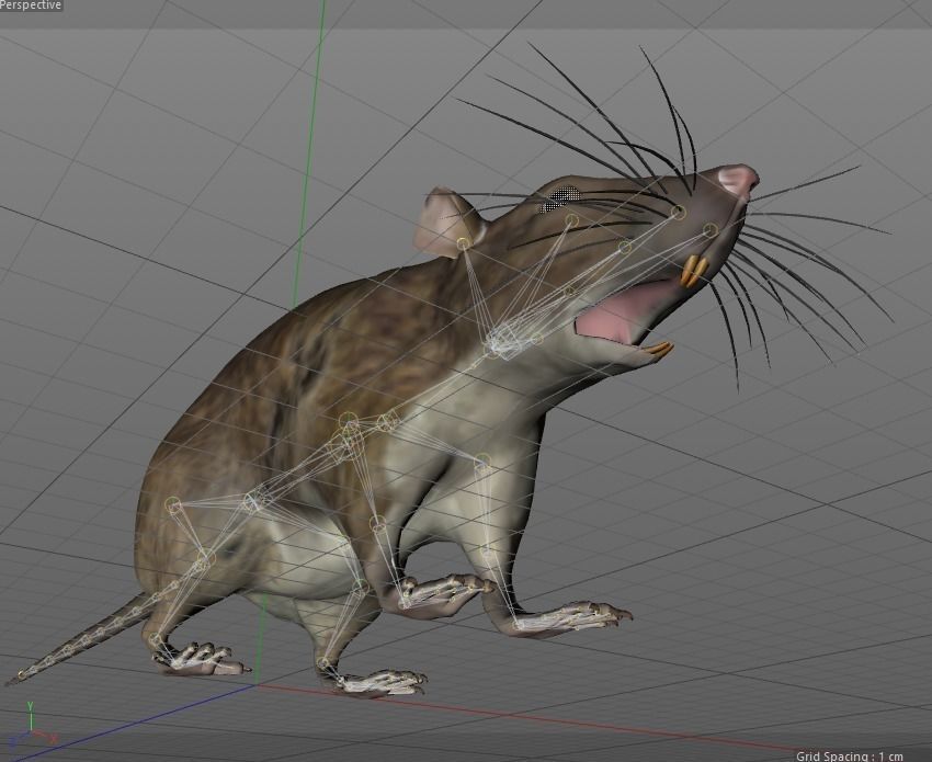 Rat Rig 3D model rigged | CGTrader