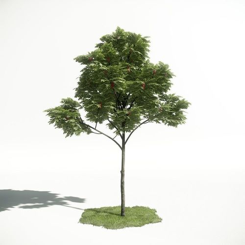 Tree 03 amce1 3D model | CGTrader