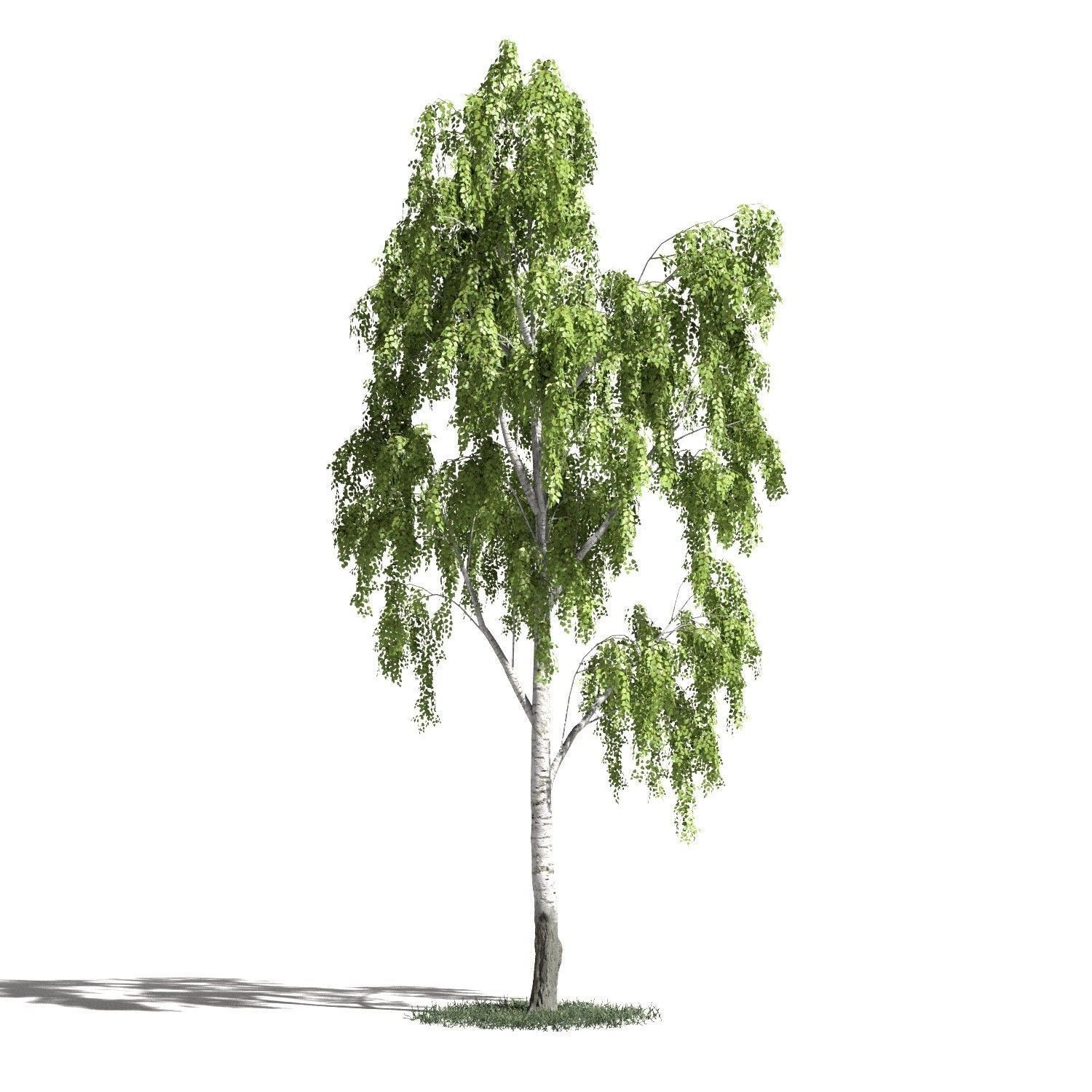 Tree 18 amb1 3D model | CGTrader