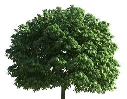 Greenery 3D Models | CGTrader