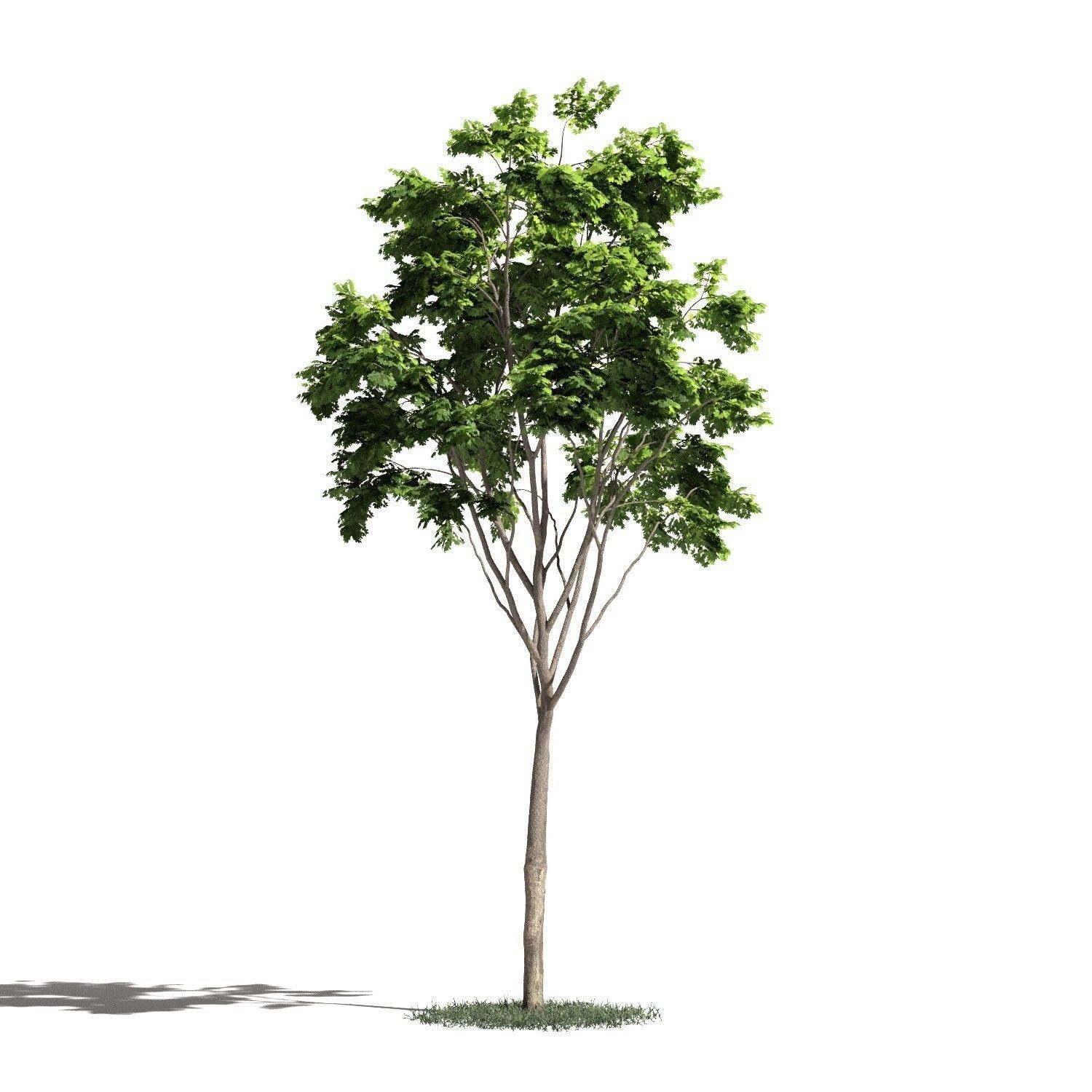 Tree 21 amb1 3D model | CGTrader