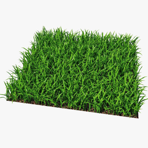 Grass 15cm 3D model rigged | CGTrader