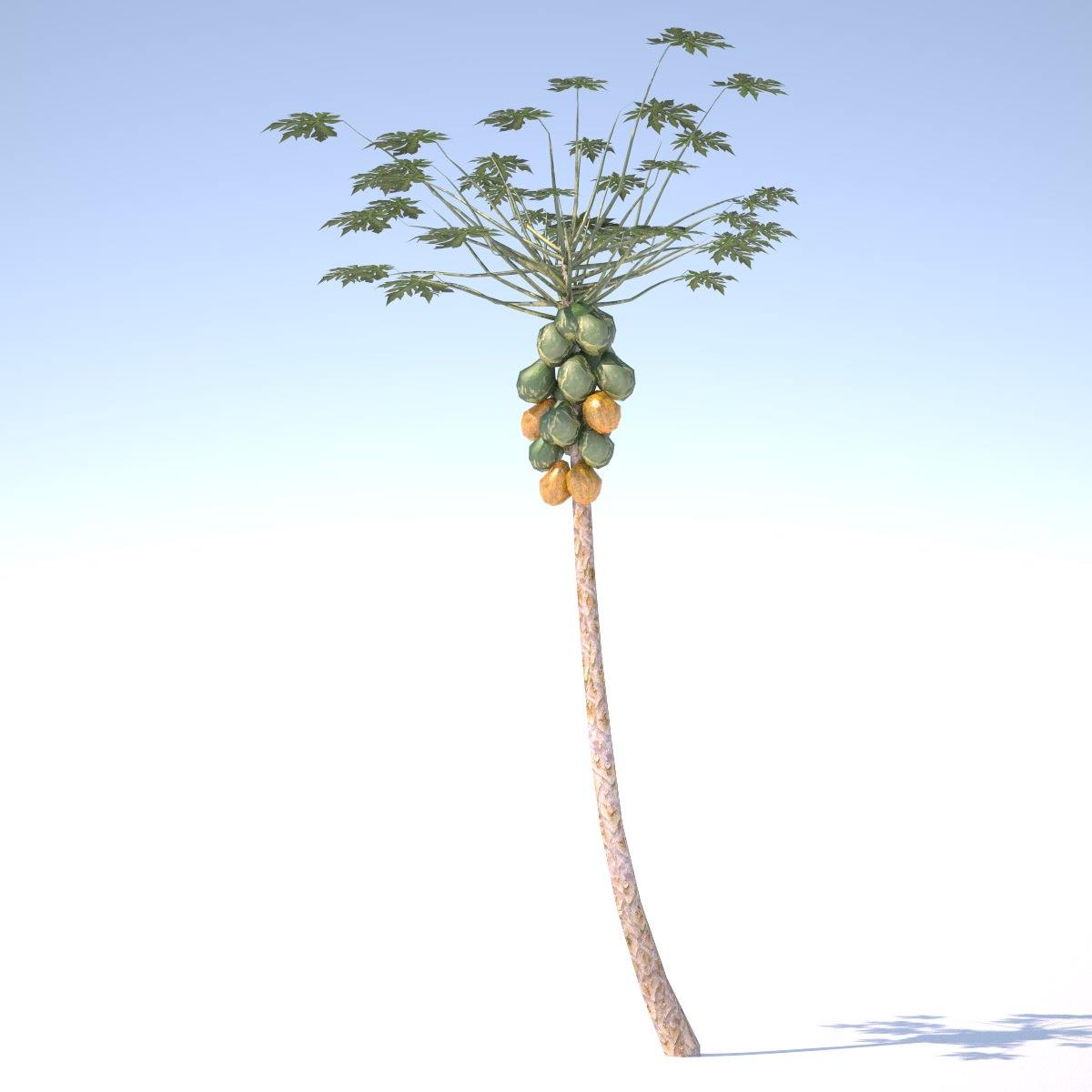 3D model Papaya Tree - 02 med poly VR / AR / low-poly rigged | CGTrader